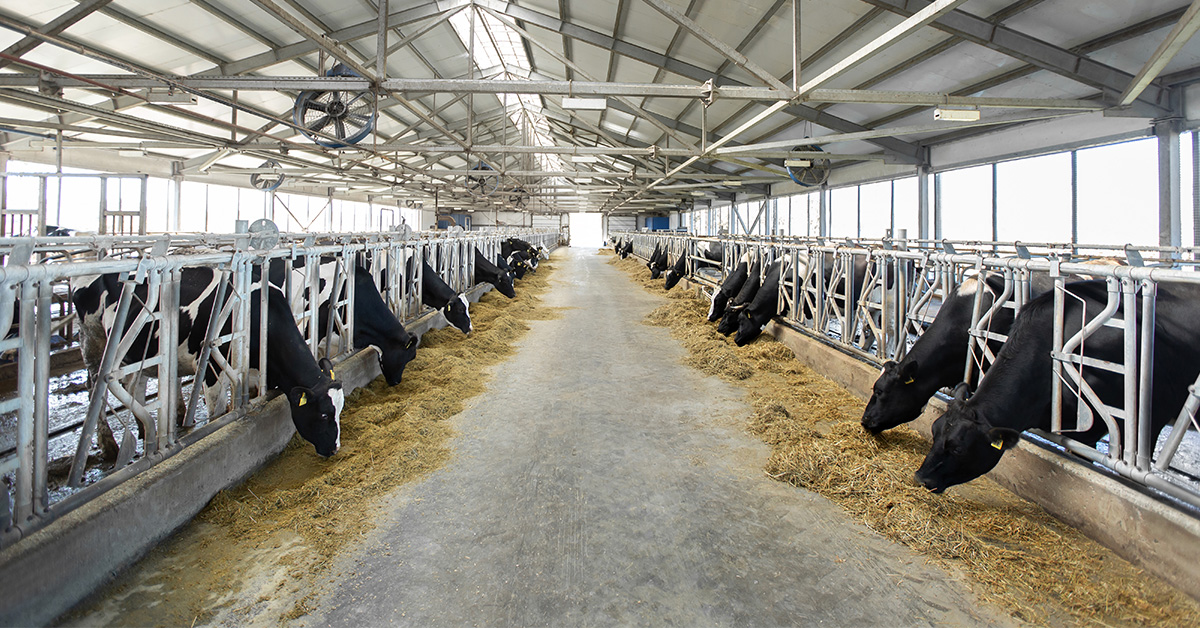 Winterizing Ventilation Fans in Dairy Barns - Cornerstone AG Management
